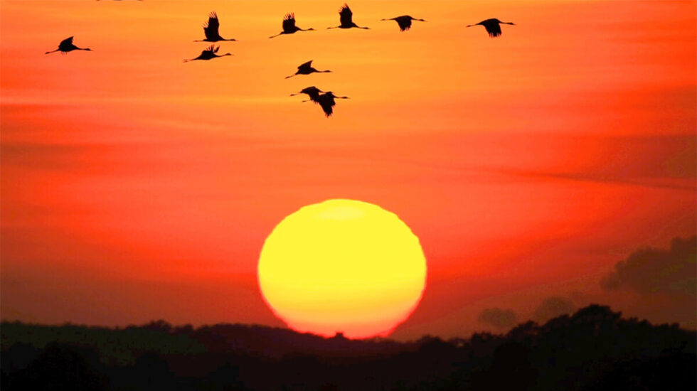 Media library - Gramoflor